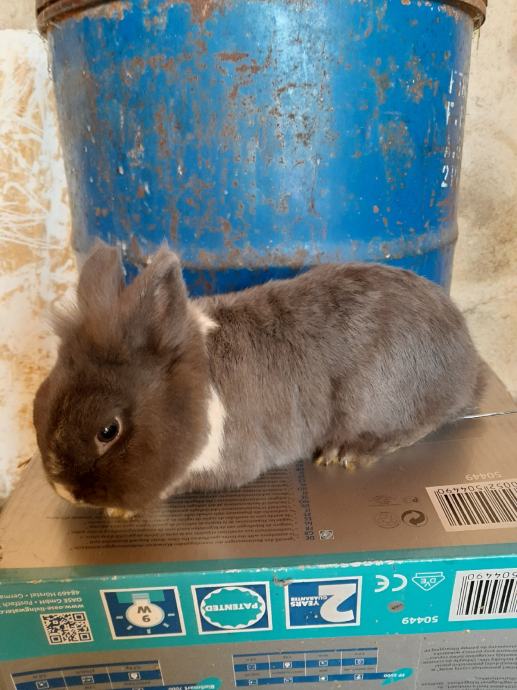 pritlikavi kunec-zajček