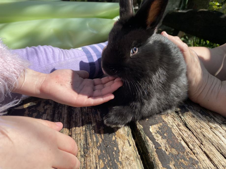 Pritlikavi kunec, zajec, zajček, zajklja