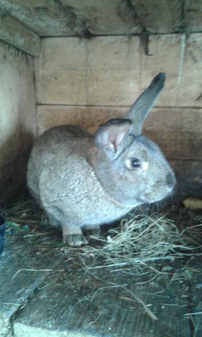 Prodam kunce za zakol