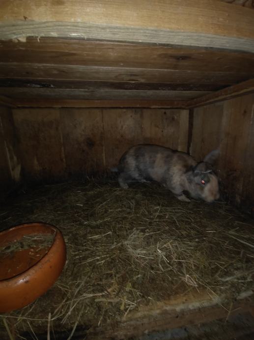 Prodam zajce za pleme