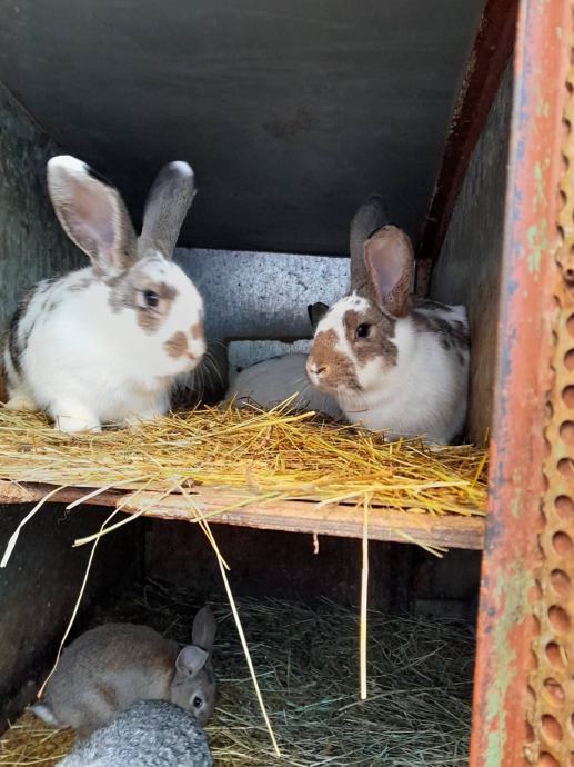 Prodam zajce (KUNCE)