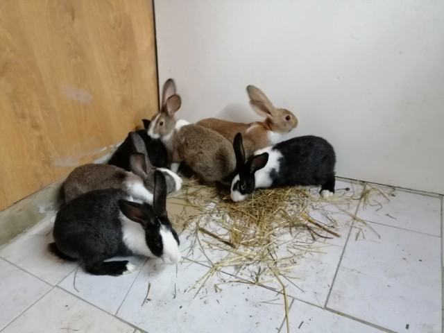 Prodam zajce za nadaljnjo rejo
