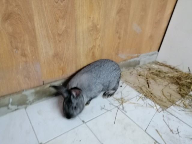 Prodam zajce za nadaljnjo rejo