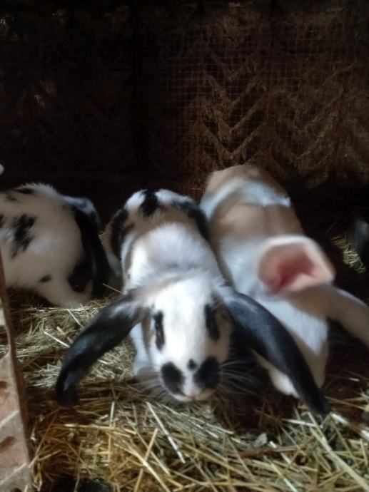 PRODAM ZAJCE ZA ZAKOL ALI NADALNO REJO