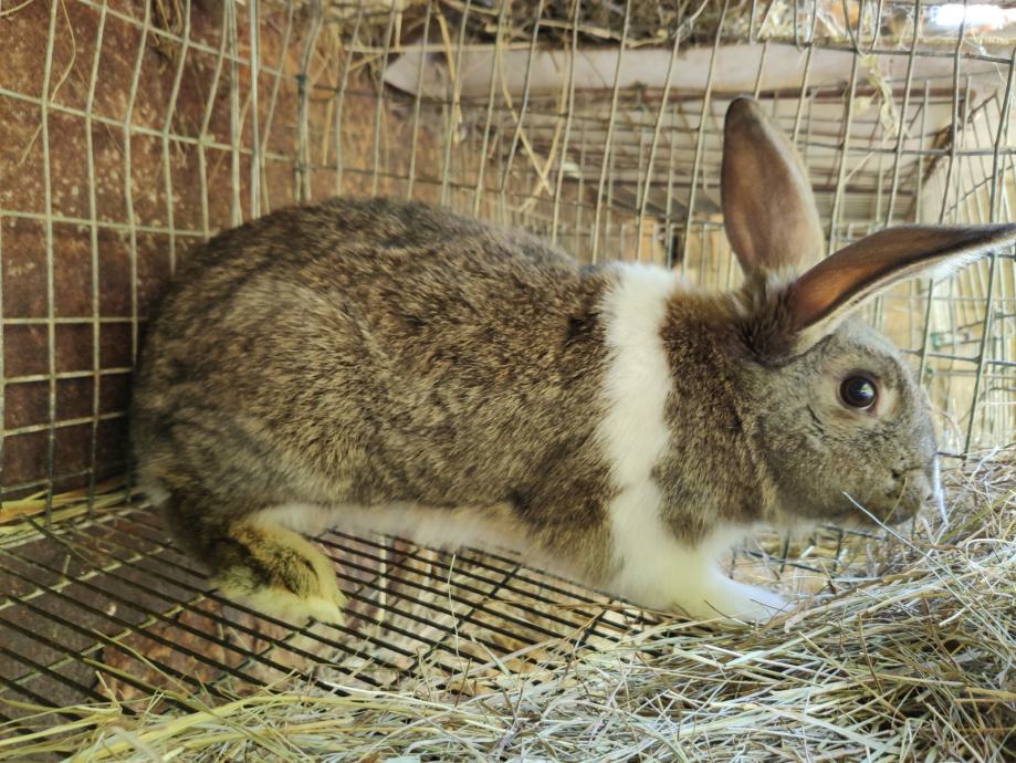 Zajci za zakol ali pleme