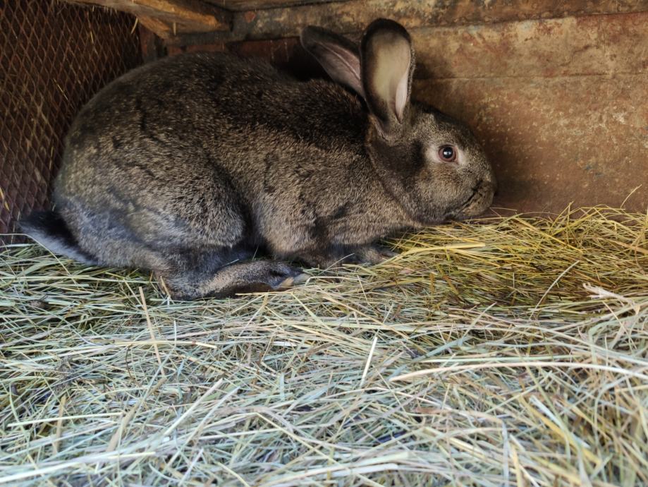 Zajci za zakol ali pleme