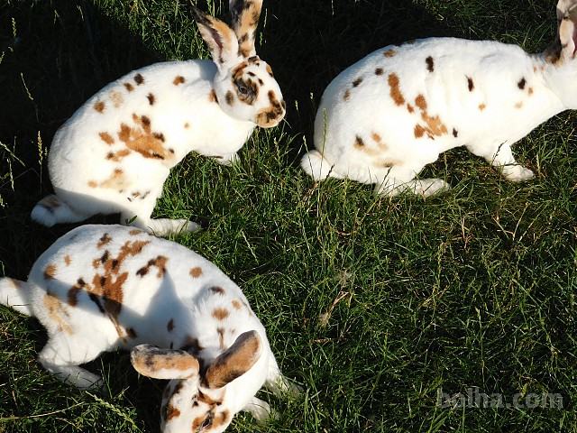 zajec - kunec dalmatinski rex