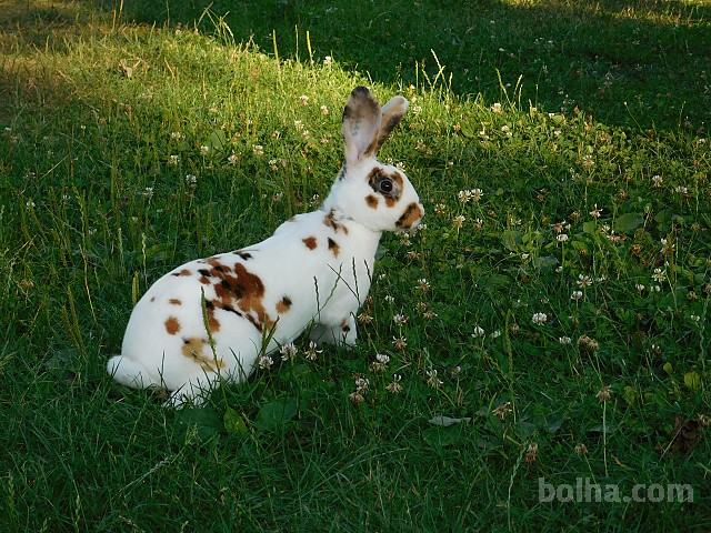 zajec - kunec dalmatinski rex