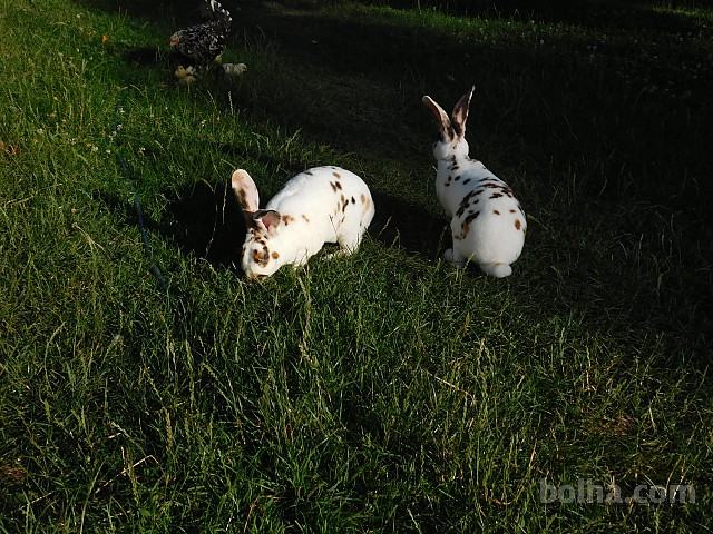 zajec - kunec dalmatinski rex