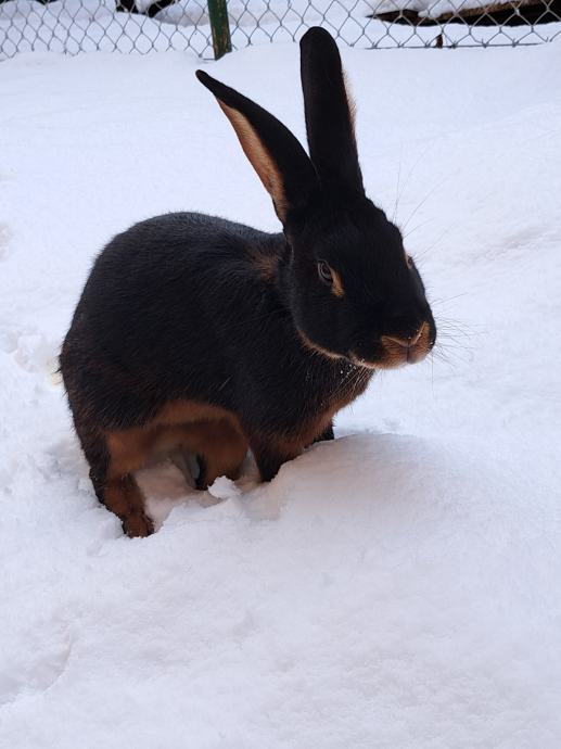 Zajec zajčar tetoviran