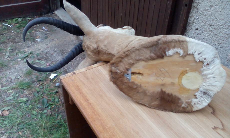 Lovska AFRIŠKA trofeja SPRINGBOK - nagačen VRAT