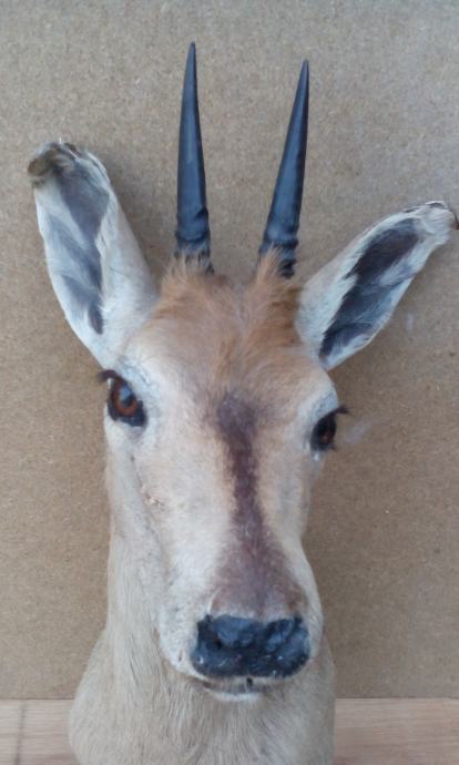 Lovska AFRIŠKA trofeja STEINBOCK - nagačen VRAT