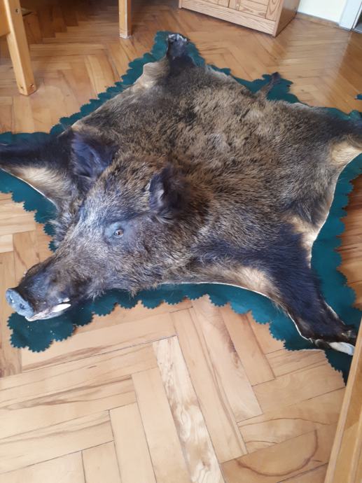 KOŽA DIVJEGA PRAŠIČA