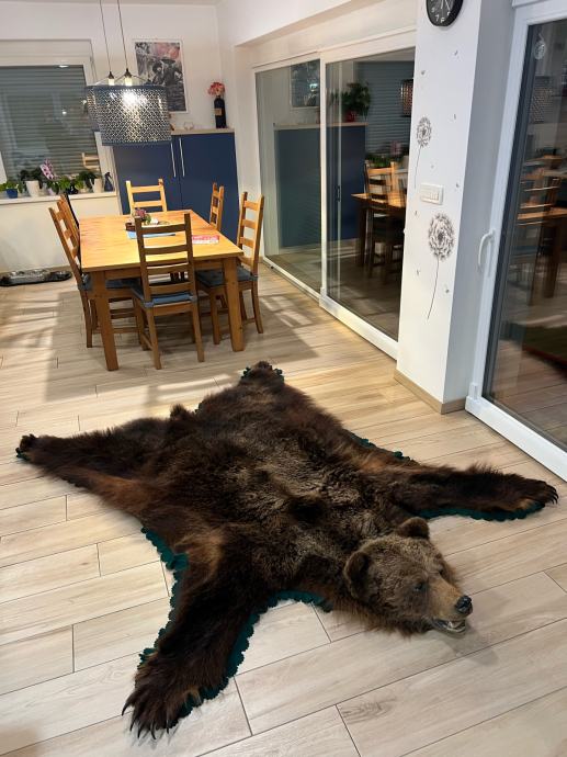 Lovska trofeja - Nagačen medved / ustrojena koža medveda z glavo