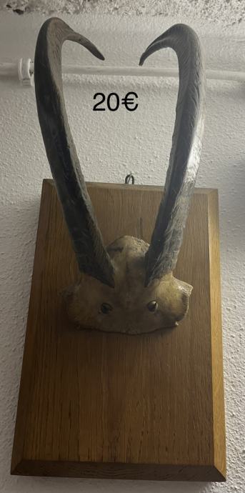 Lovska trofeja