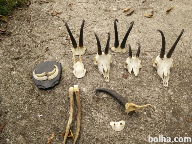 Lovske trofeje, rogovje, čekani