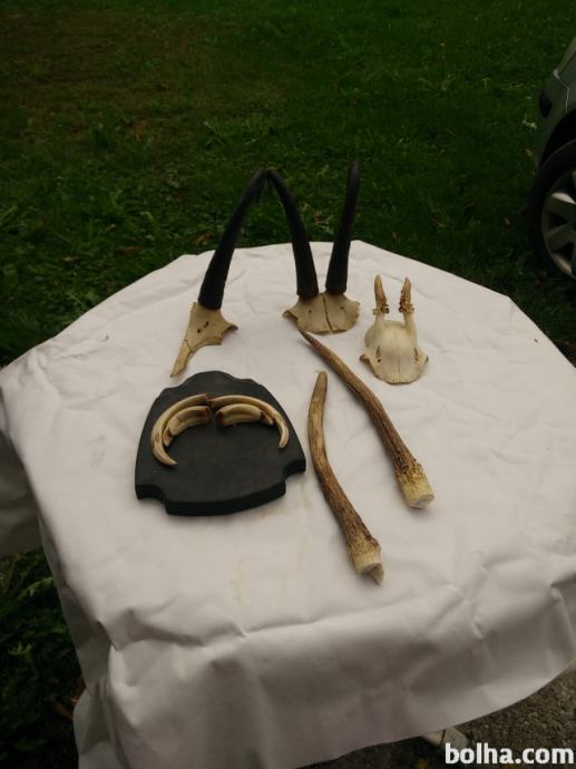 Lovske trofeje, rogovje, čekani