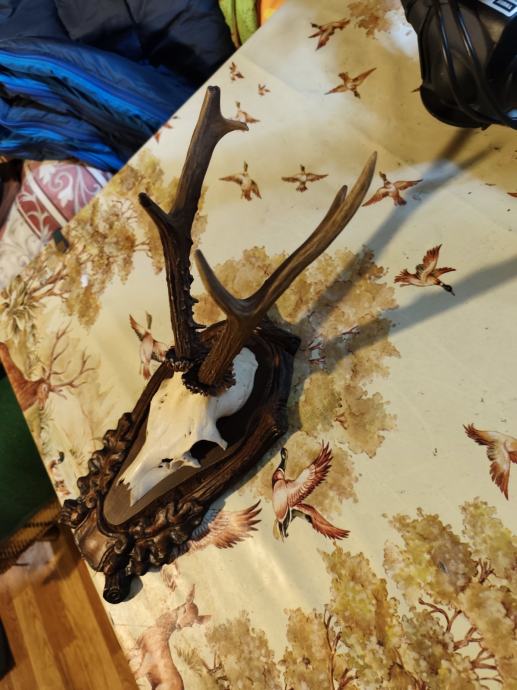 Lovske trofeje, rogovje srnjaka, rogovje gamsa, nagačene živali