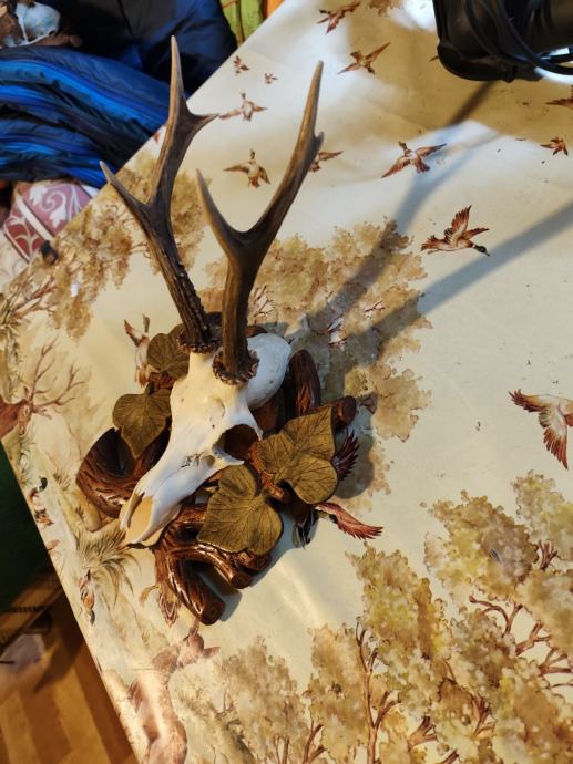 Lovske trofeje, rogovje srnjaka, rogovje gamsa, nagačene živali