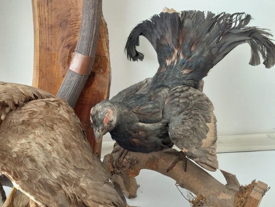 LOVSKE TROFEJE,VOLK,OREL-KANJA,DIVJI PETELIN,RACA,FAZAN,ROGOVJE,ROGE