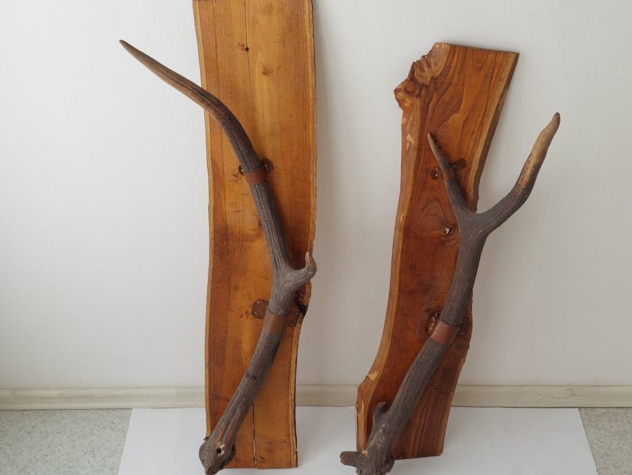 LOVSKE TROFEJE,VOLK,OREL,ROGOVJE,ROGE,ROG