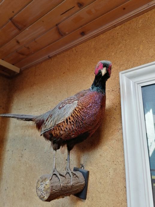 Nagačen FAZAN