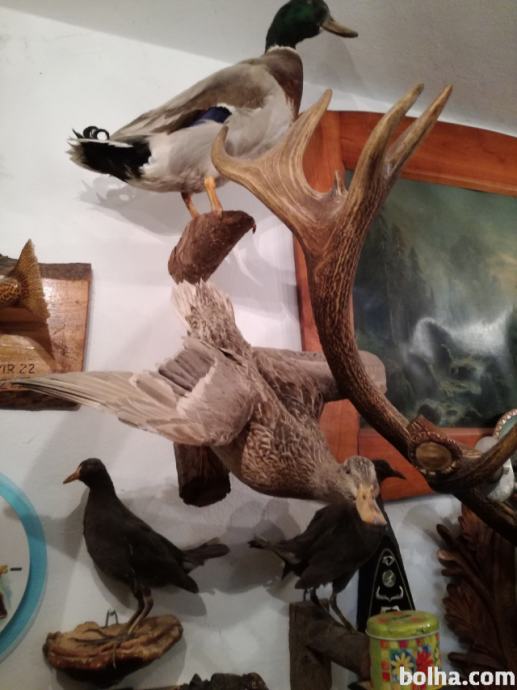 Nagačene - preparirane gozdne živali in ptice