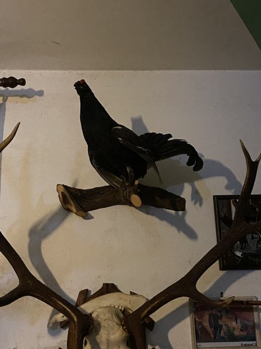 Prepariran divji petelin