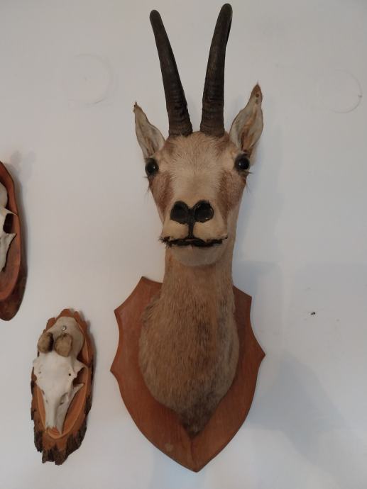 Stenska trofeja gamsa