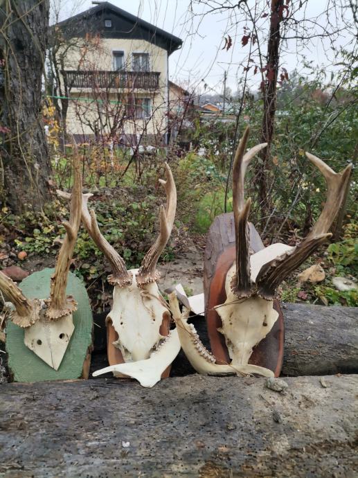 Lovska trofeja - srnjak