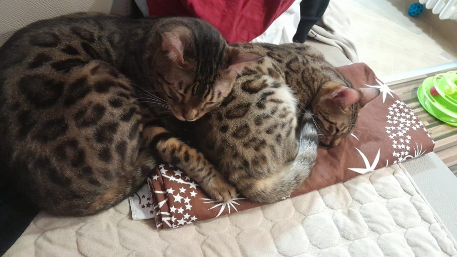 Bengalke
