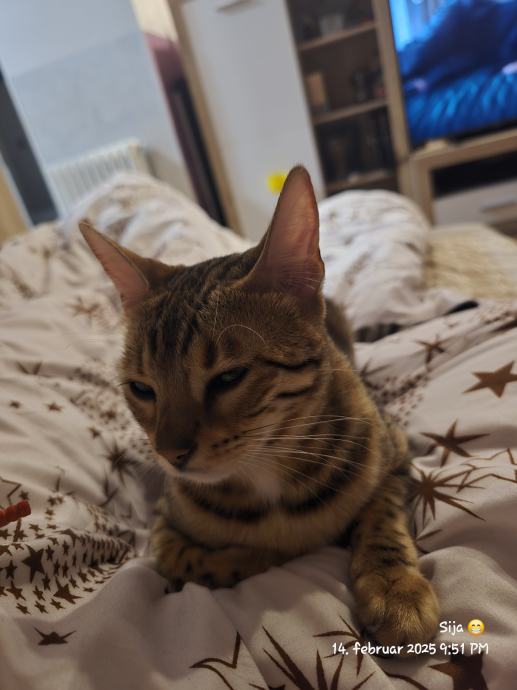 Bengalke