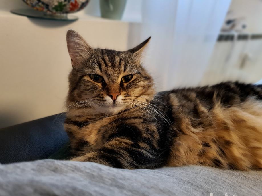 Maine coon mačka