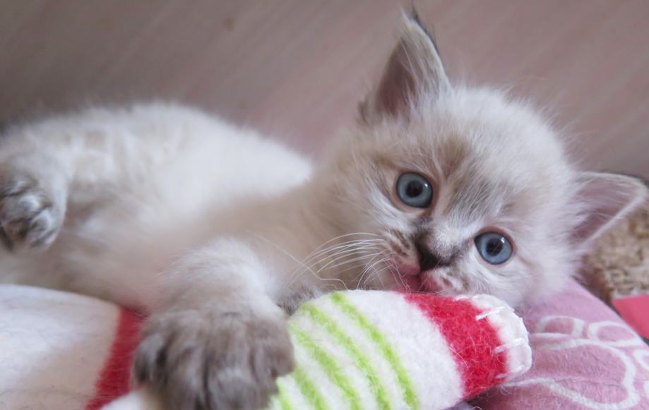 Maine coon- ragdoll mucki in mucke, mladički