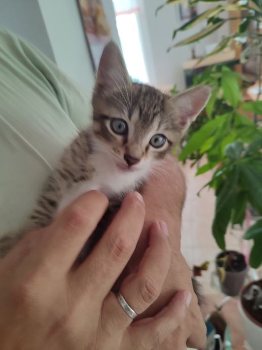 Mali belo siv mucek pasme Kao Manee isce nov dom pri prijaznih ljudeh
