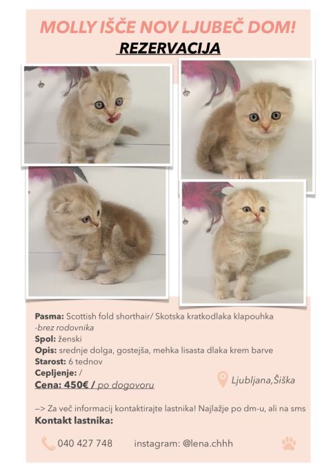 MLADIČKI- Skotska kratkodlaka klapouhka- ponovne rezervacija