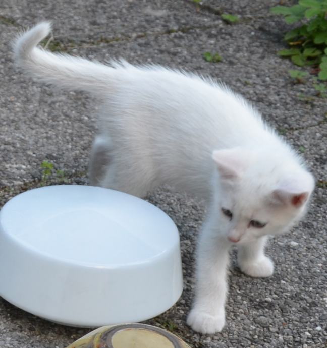 Oddamo dva bela mucka, mešančka (turška angora in domača mačka)