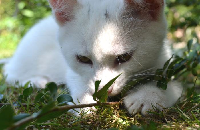 Oddamo dva bela mucka, mešančka (turška angora in domača mačka)