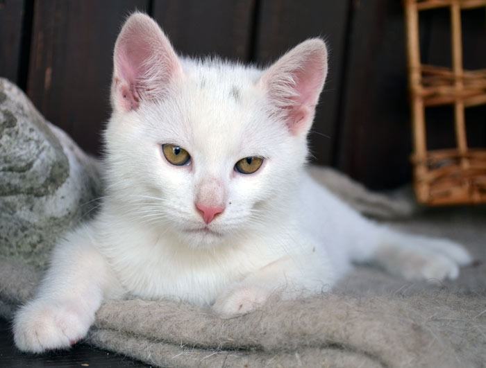 Oddamo dva bela mucka, mešančka (turška angora in domača mačka)