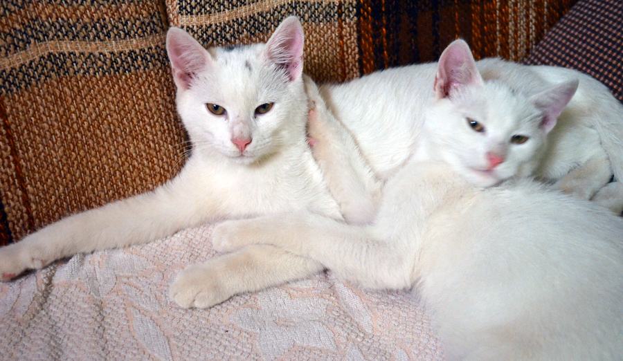Oddamo dva bela mucka, mešančka (turška angora in domača mačka)