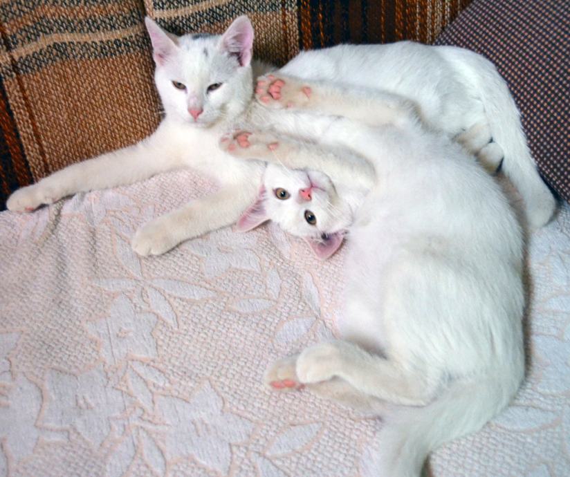 Oddamo dva bela mucka, mešančka (turška angora in domača mačka)