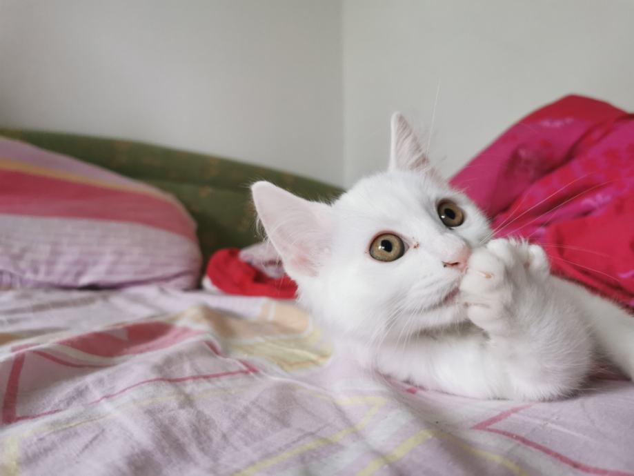 Prodamo muce mešanka med čistokrvni Ragdoll in Turška Angora
