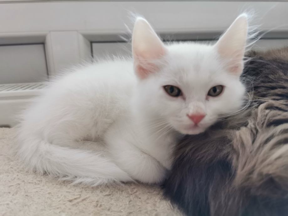 Prodamo muce mešanka med čistokrvni Ragdoll in Turška Angora