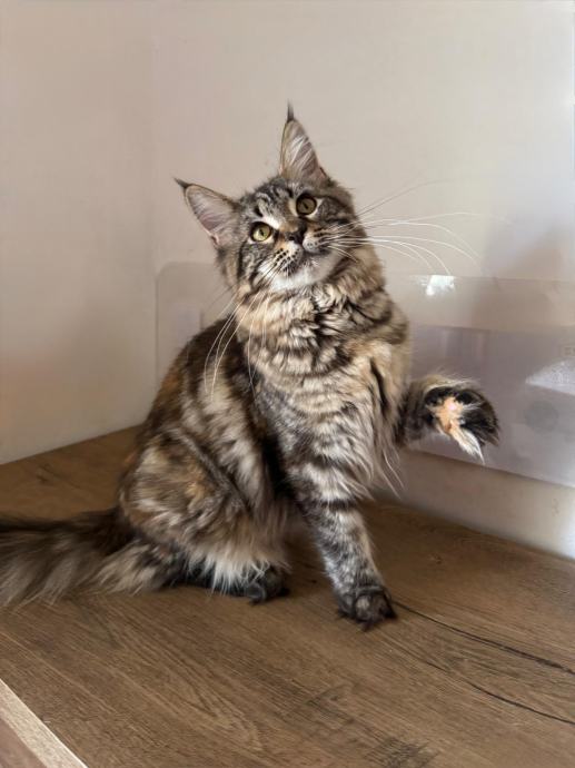 PUNČKA MAINE COON