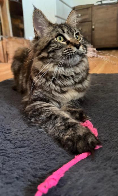 PUNČKA MAINE COON
