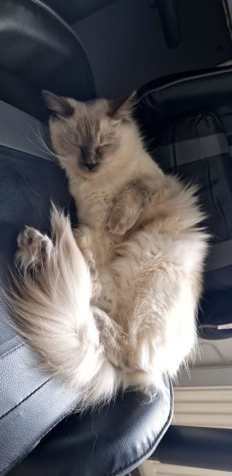 Ragdoll mačka za parjenje