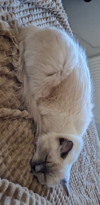 Ragdoll mačka za parjenje