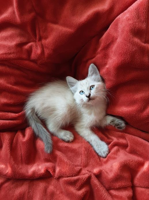 Ragdoll mlade muce mešanke /muca, muc