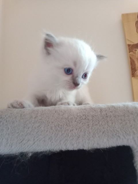 Ragdoll mladički blue-colorpoint & blue mitted