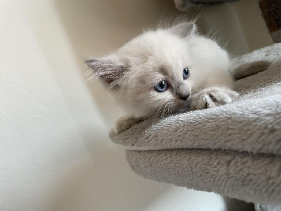 Ragdoll mladički blue-colorpoint & blue mitted